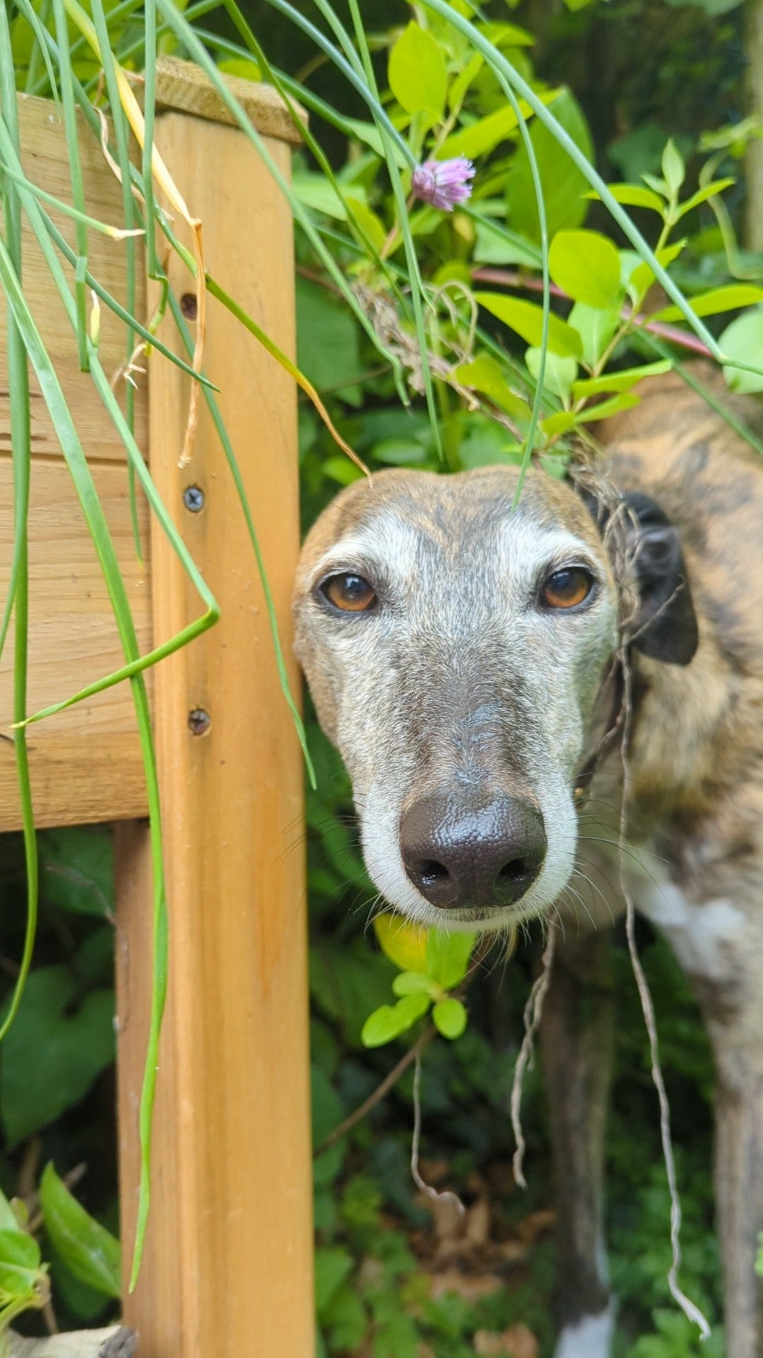 Pets – Eric & Albert